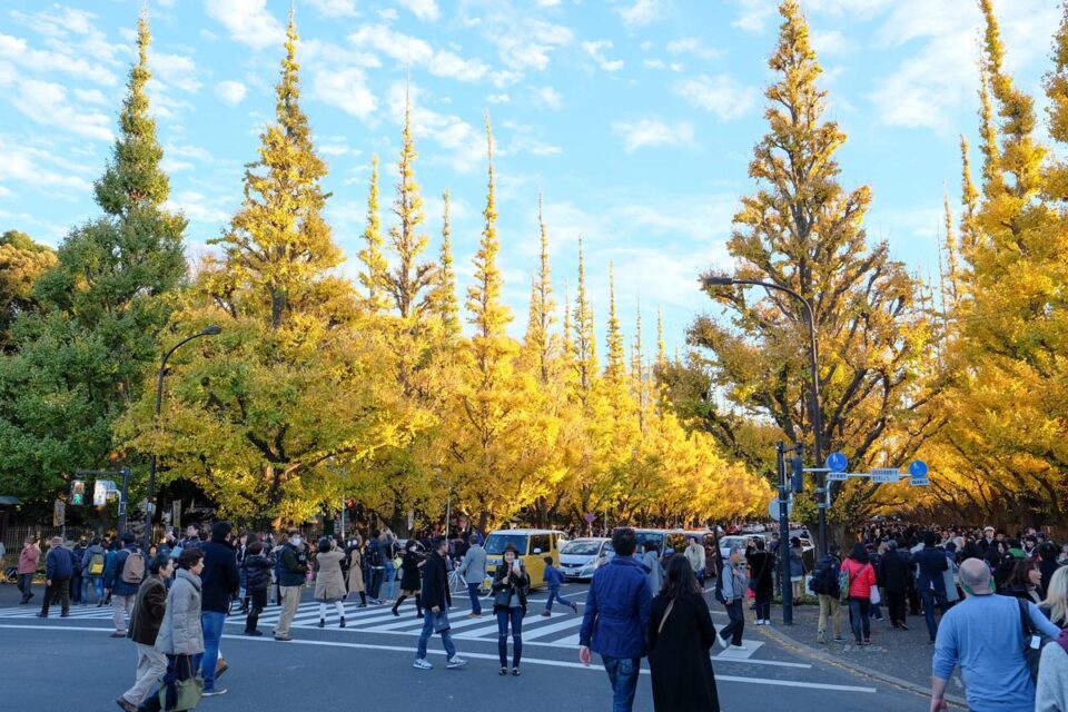 Ginkgo biloba 'Fastigiata' (Ginkgo) - Leafland