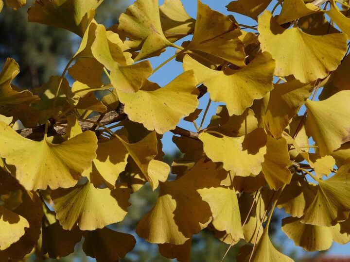 Ginkgo biloba 'Fastigiata' (Ginkgo) - Leafland