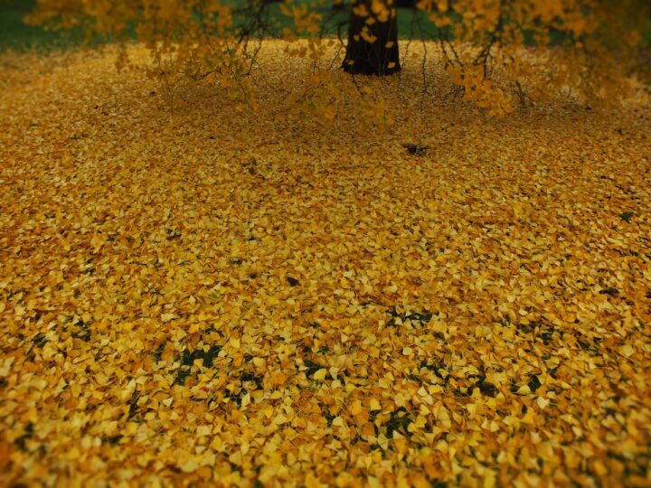 Ginkgo biloba 'Pendula' (Ginkgo) - Leafland