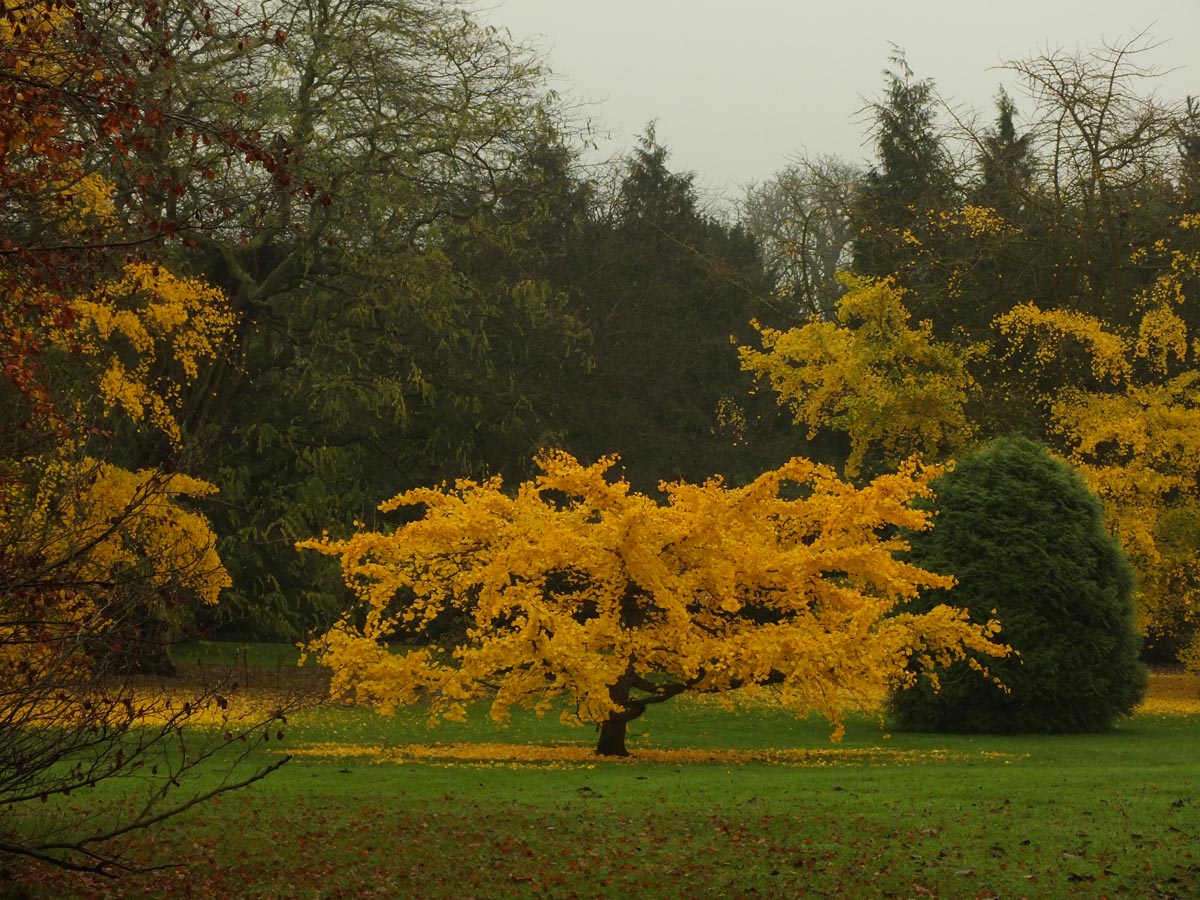 Ginkgo biloba 'Pendula' (Ginkgo) - Leafland