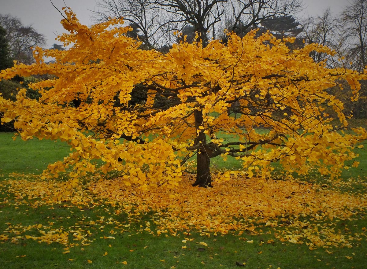 Ginkgo biloba 'Pendula' (Ginkgo) - Leafland