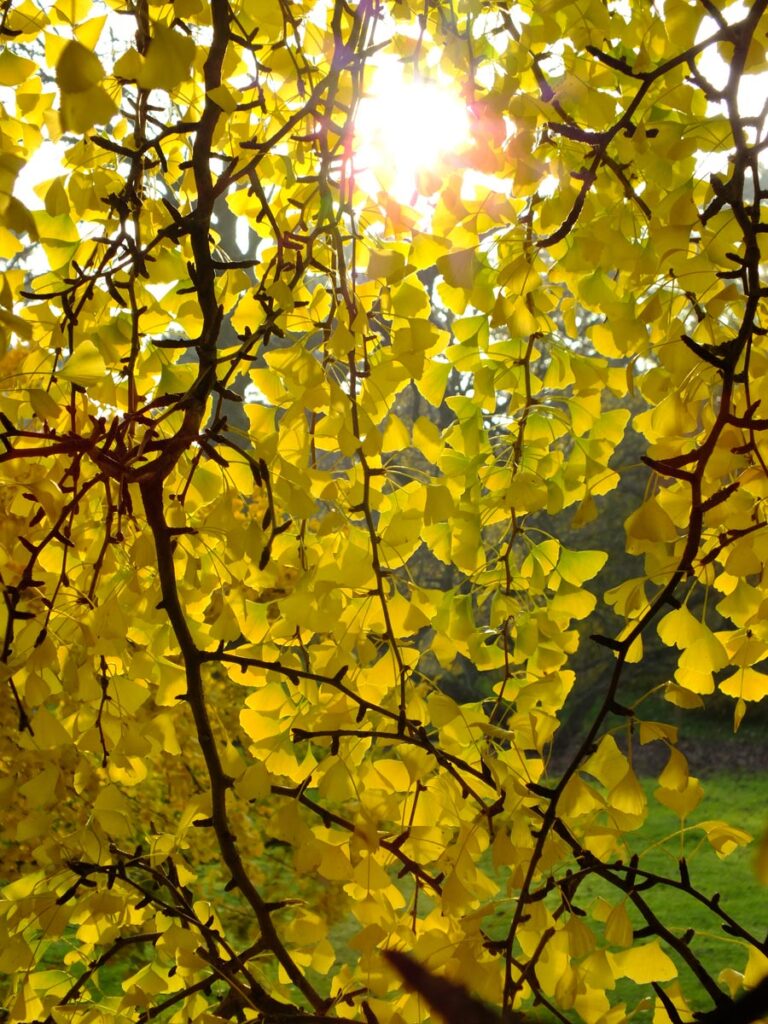 Ginkgo biloba 'Pendula' (Ginkgo) - Leafland