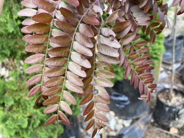 Gleditsia triacanthos var. inermis 'Ruby Lace' (Honey Locust) - Leafland