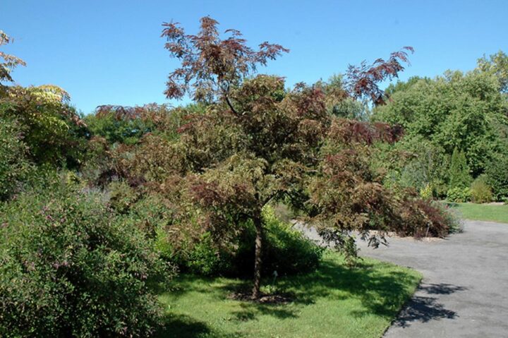Gleditsia triacanthos var. inermis 'Ruby Lace' (Honey Locust) - Leafland