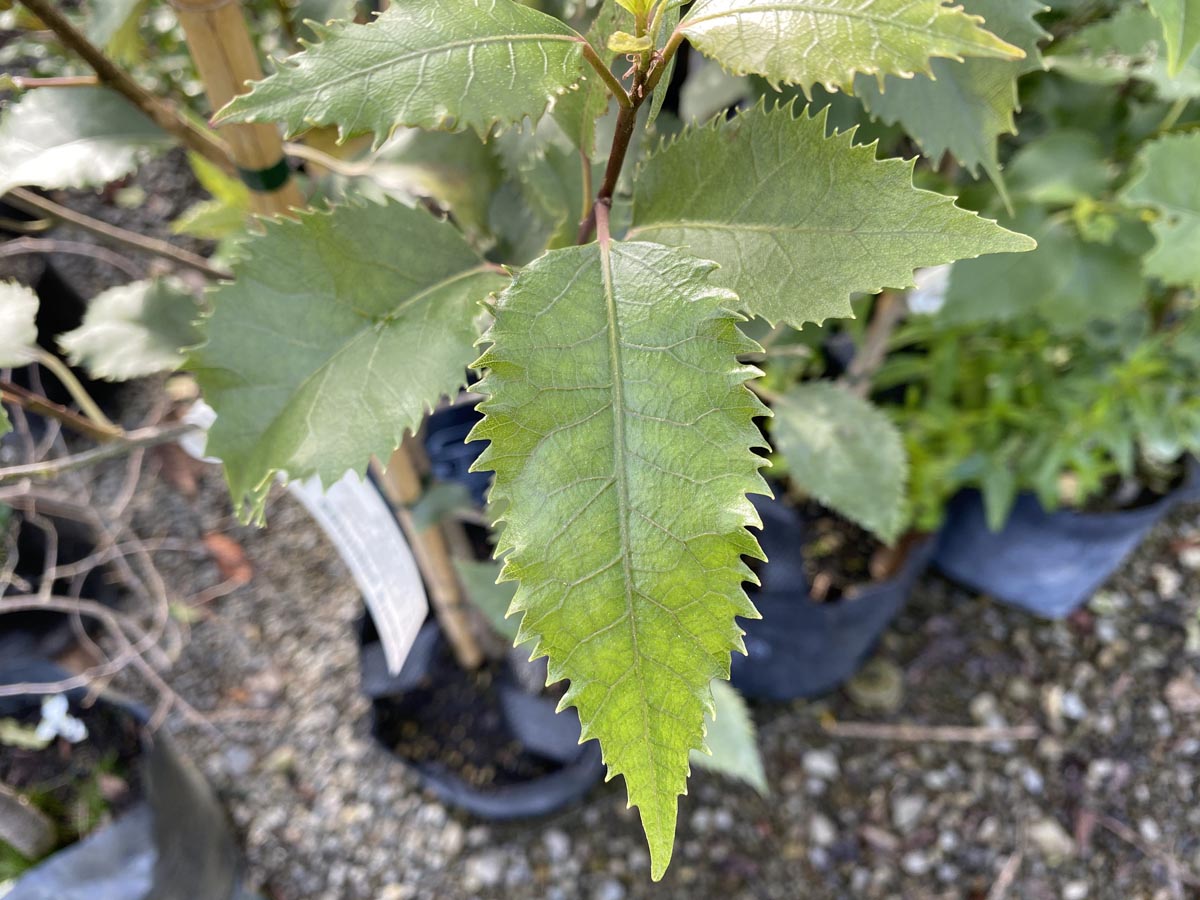 Hoheria populnea (Houhere) - Leafland