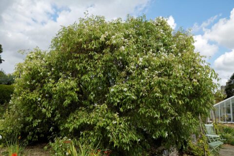 Hoheria populnea (Houhere) - Leafland