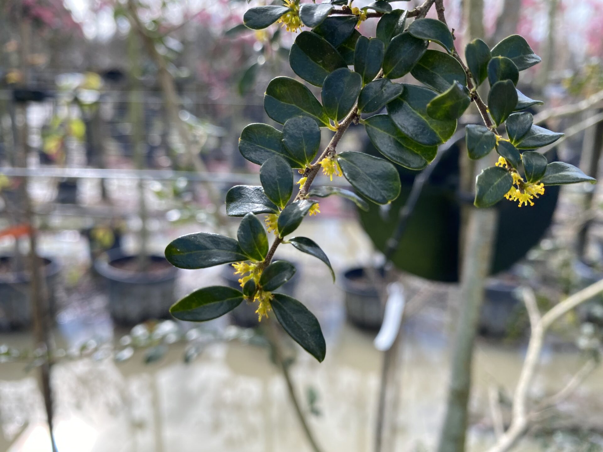 Azara microphylla (Boxleaf Azara) - Leafland