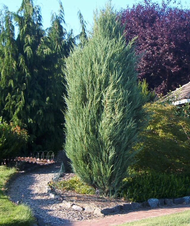 Juniperus scopulorum 'Skyrocket' (Rocky Mountain Juniper) - Leafland