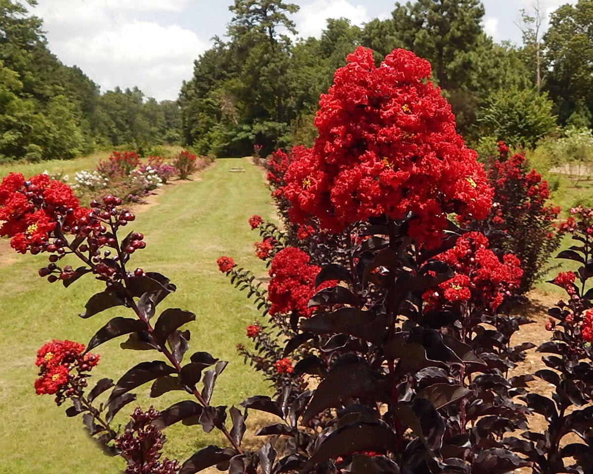 Lagerstroemia indica 'Crimson Red' (Crepe Myrtle) - Leafland