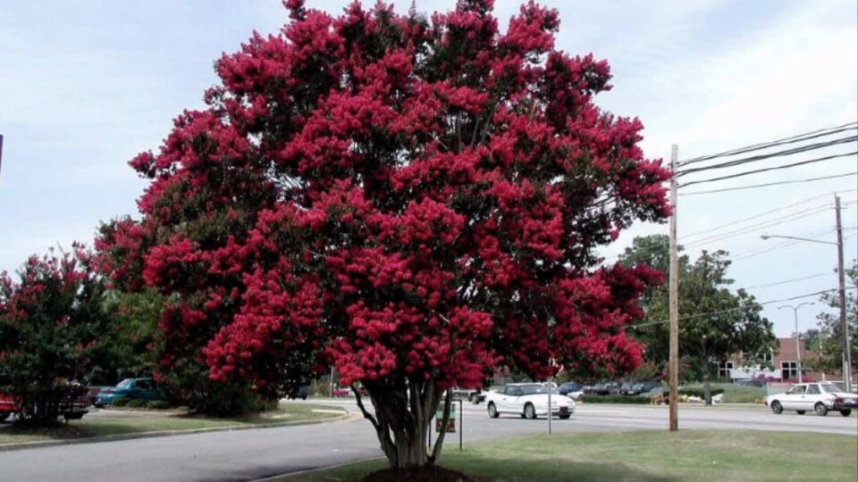 Lagerstroemia indica 'Crimson Red' (Crepe Myrtle) - Leafland