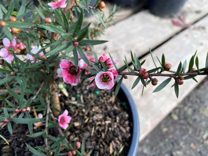 Leptospermum scoparium 'Martini' (Mānuka) - Leafland