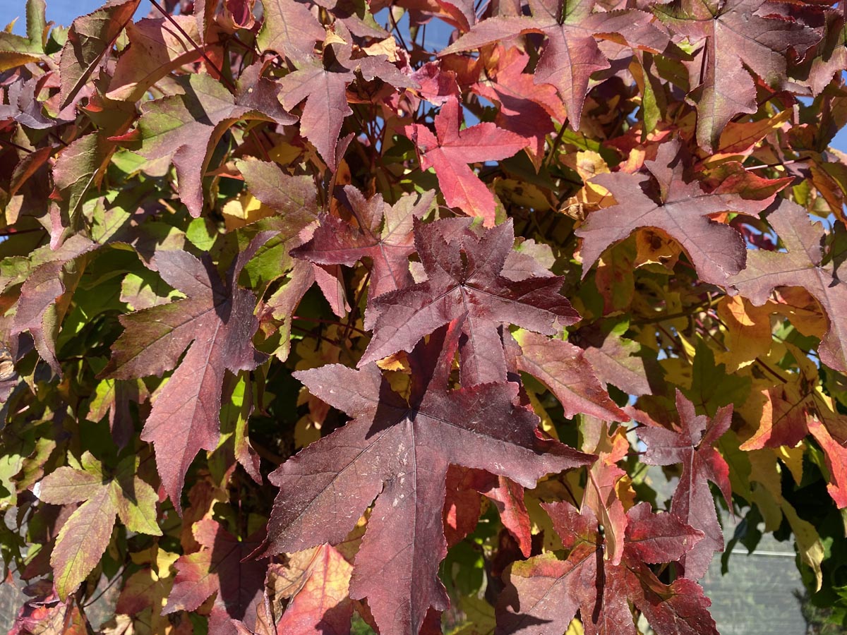 Liquidambar styraciflua 'Gumball' (American Sweetgum) - Leafland