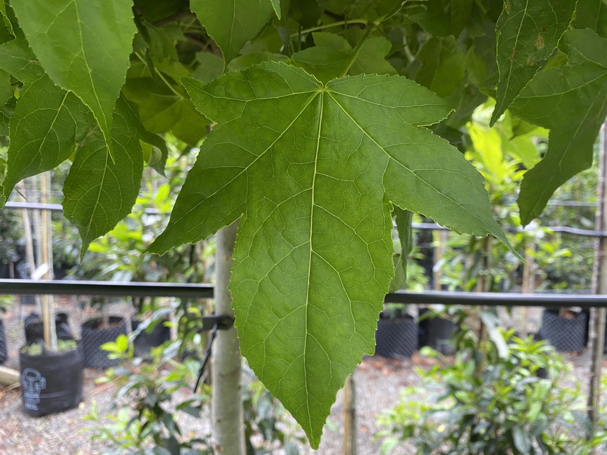 Liquidambar styraciflua 'Gumball' (American Sweetgum) - Leafland