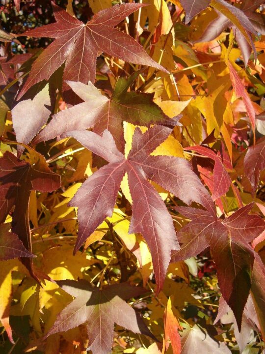 Liquidambar styraciflua 'Worplesdon' (American Sweetgum) - Leafland