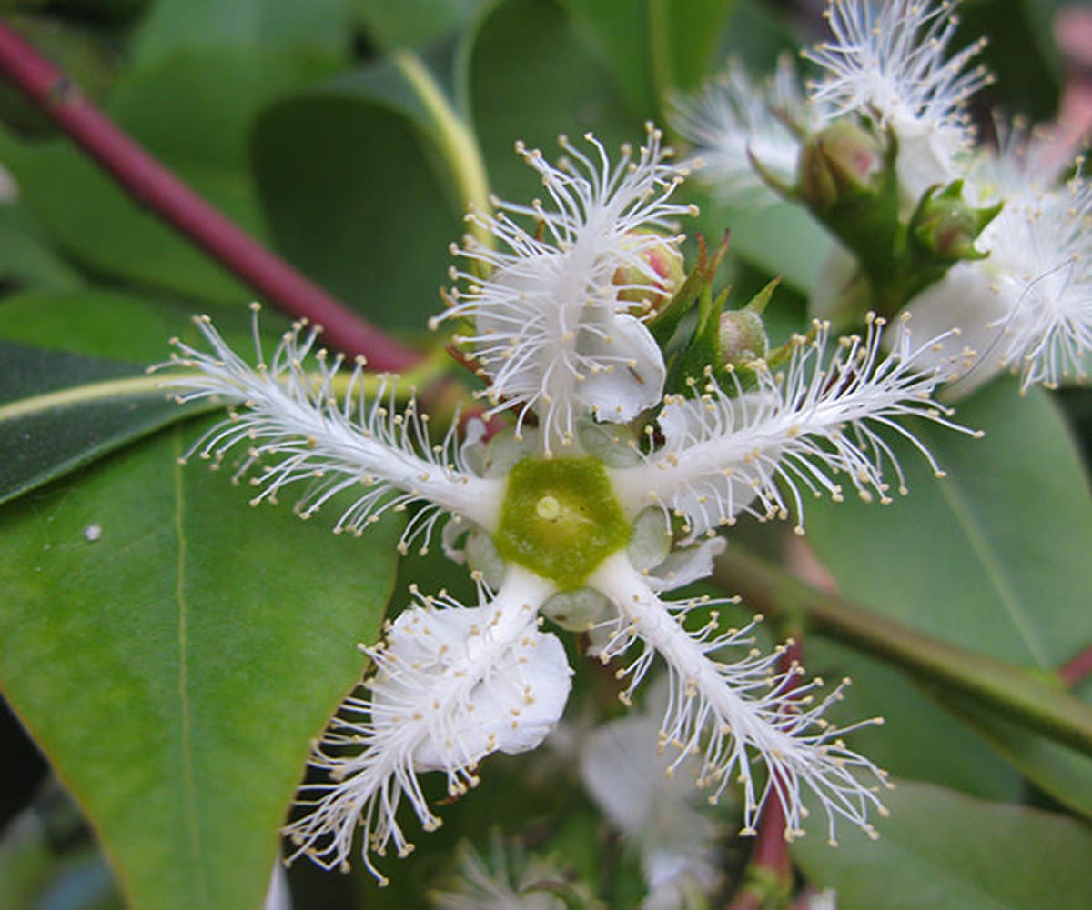 Lophostemon confertus (Queensland Brush Box) - Leafland