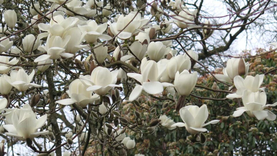 Magnolia 'David Clulow' (Magnolia) - Leafland
