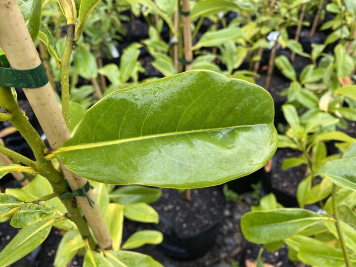 Magnolia grandiflora 'Jade Emperor' - Leafland