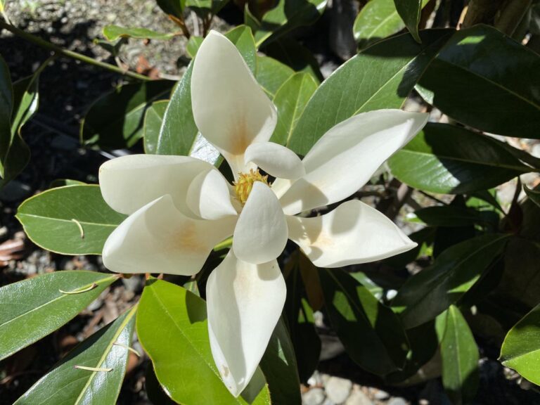 Magnolia grandiflora 'Kay Parris' (Evergreen Magnolia) - Leafland