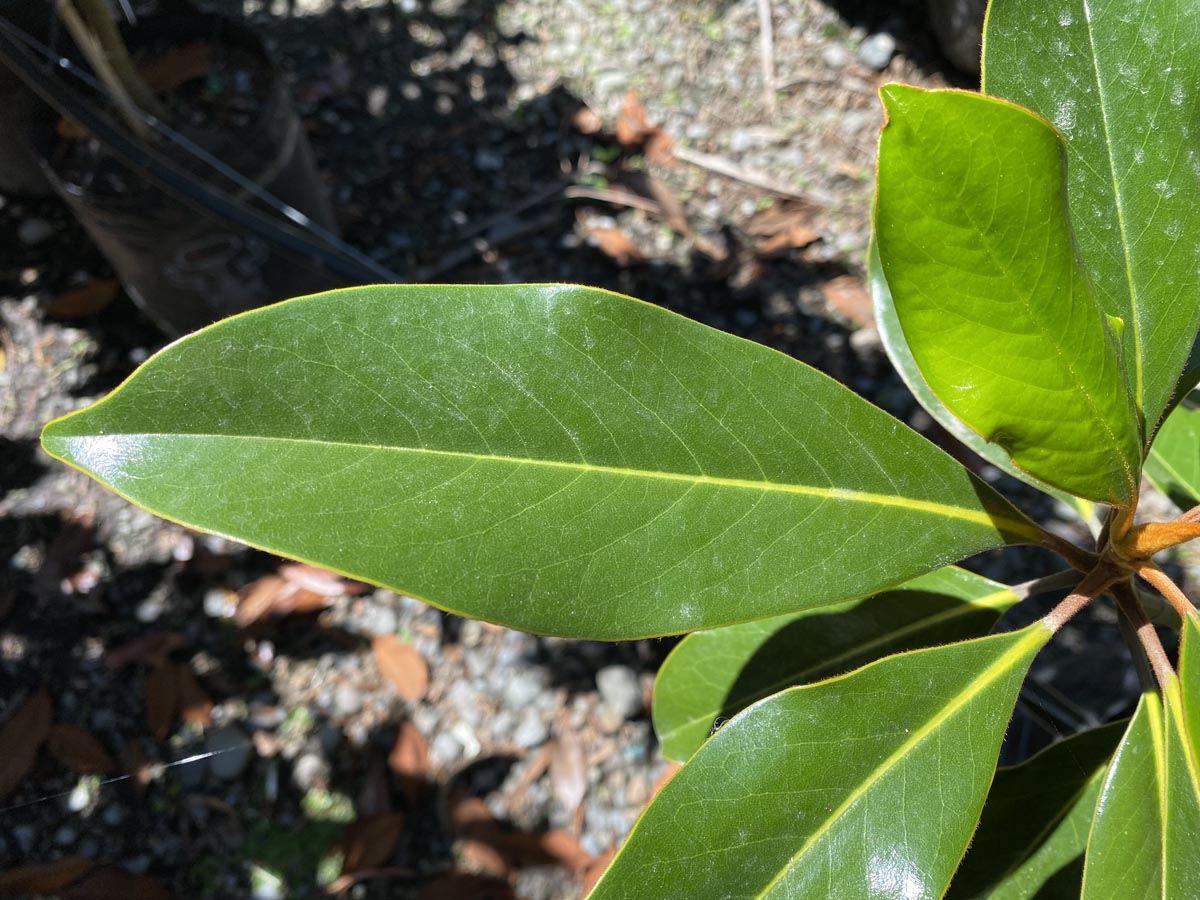 Magnolia grandiflora 'Kay Parris' (Evergreen Magnolia) - Leafland