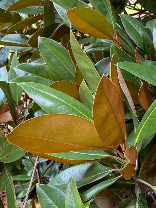 Magnolia grandiflora 'Russet' (Evergreen Magnolia) - Leafland