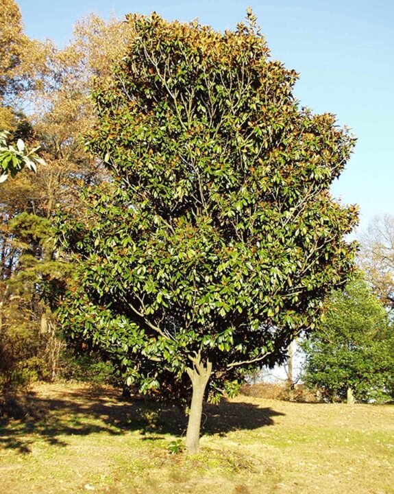 Magnolia grandiflora 'Russet' (Evergreen Magnolia) - Leafland