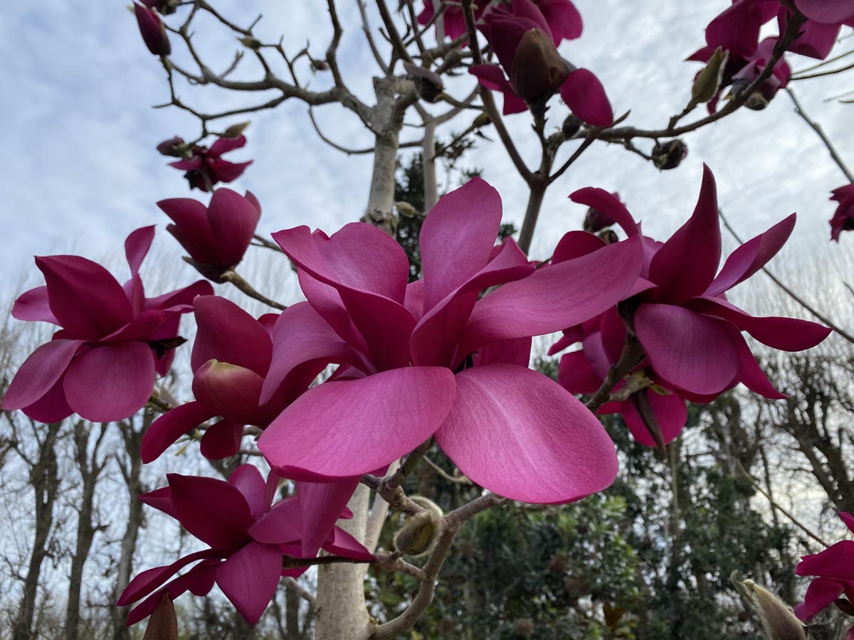 Magnolia 'Vulcan' (Magnolia Tree) – Leafland