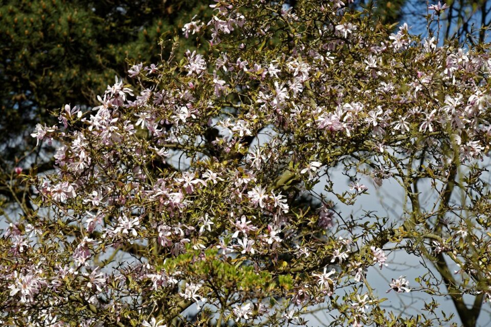 Magnolia x loebneri 'Leonard Messel' (Loebner Magnolia) - Leafland