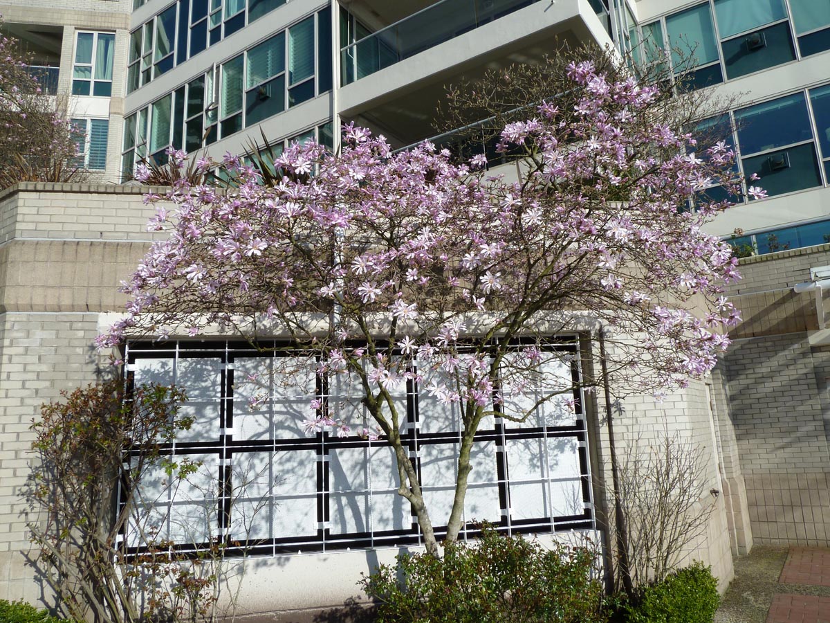 Magnolia x loebneri 'Leonard Messel' (Loebner Magnolia) - Leafland