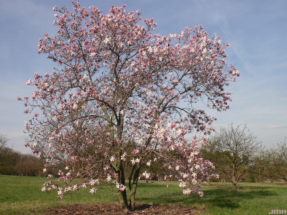 Magnolia x loebneri 'Leonard Messel' (Loebner Magnolia) - Leafland