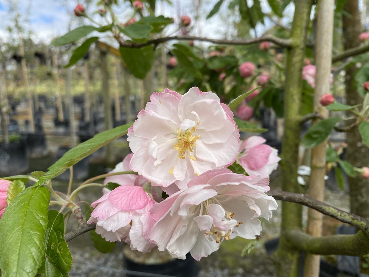 Malus ioensis 'Plena' (Prairie Crabapple) - Leafland