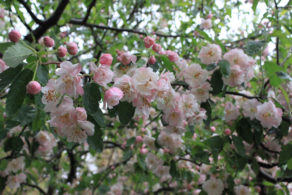 Malus ioensis 'Plena' (Prairie Crabapple) - Leafland
