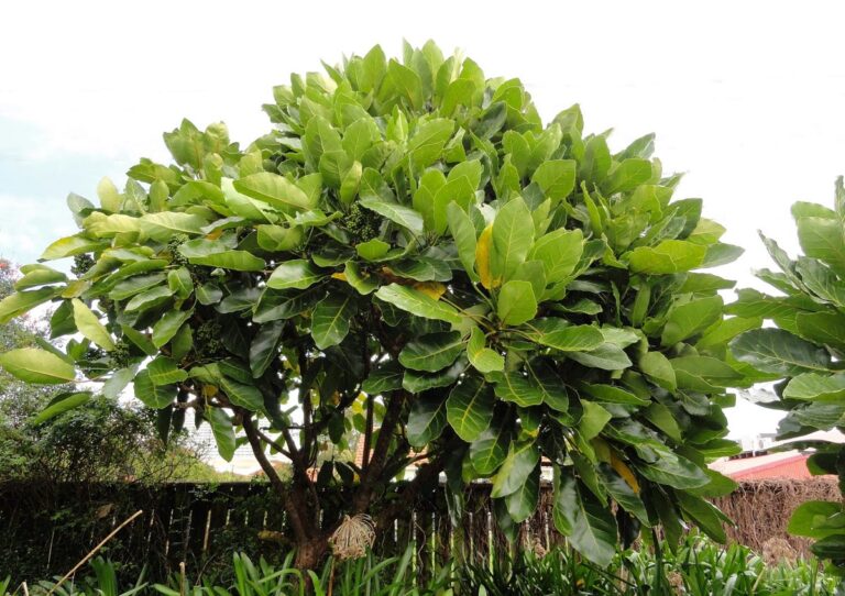 Meryta sinclairii (Puka) - Leafland