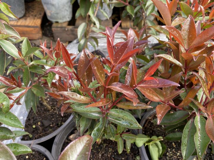 Metrosideros collina 'Fiji Fire' (Metrosideros) - Leafland