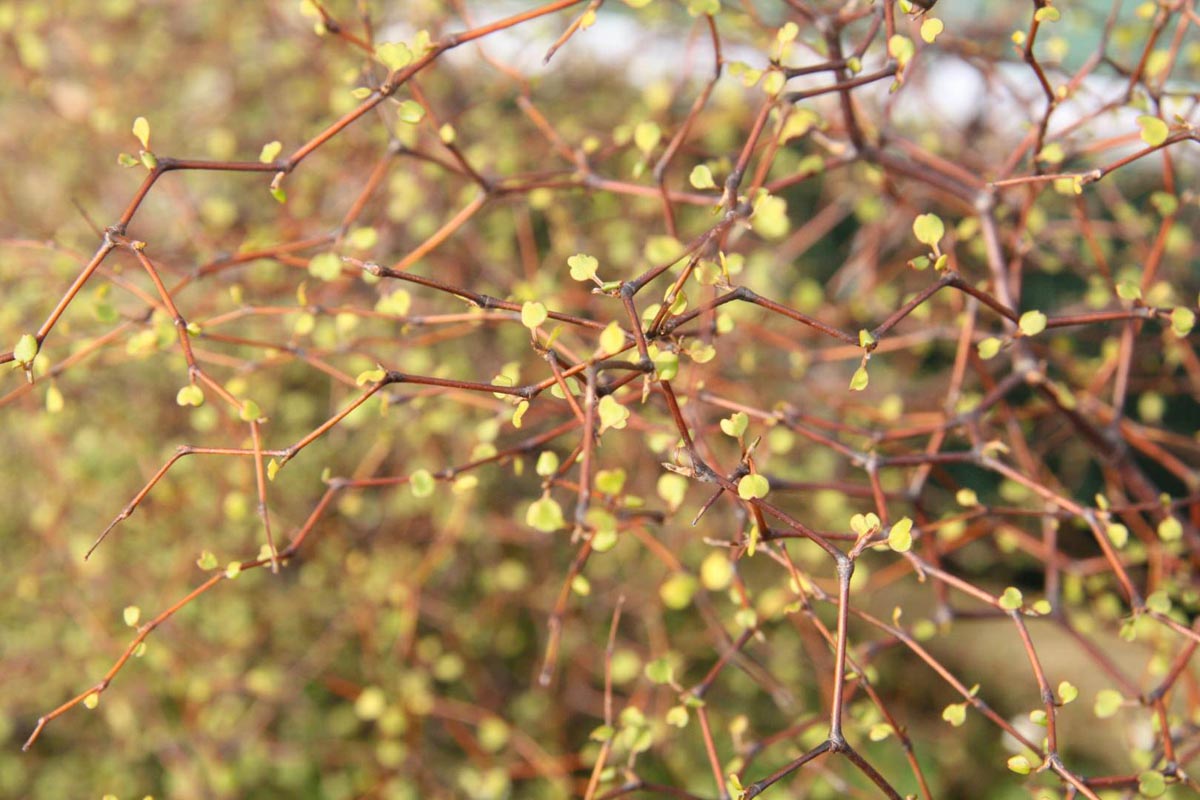 Muehlenbeckia astonii (Tororaro) - Leafland