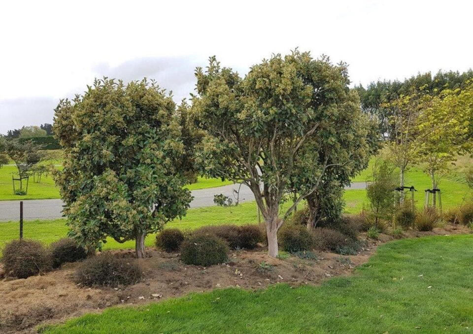 Olearia paniculata 'Kaikōura' (Akiraho) - Leafland