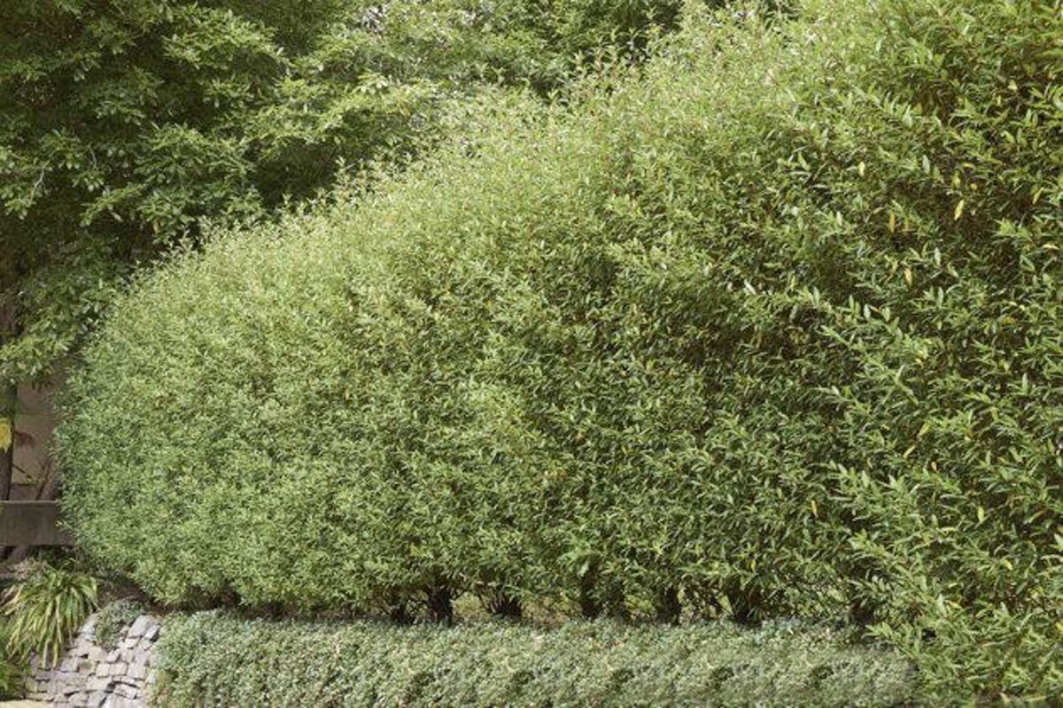 Phebalium squameum (Satinwood) - Leafland