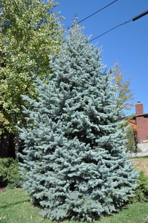 Picea pungens 'Baby Blue' (Colorado Spruce) - Leafland