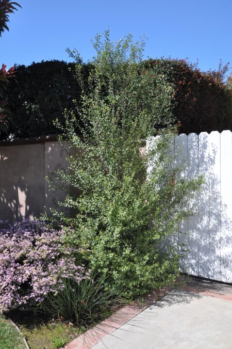 Pittosporum tenuifolium 'Silver Sheen' (Kōhūhū) - Leafland