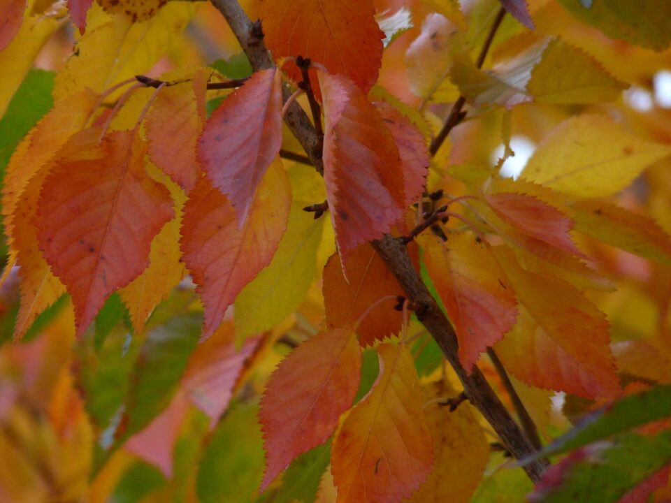 Prunus 'Accolade' (Flowering Cherry) - Leafland
