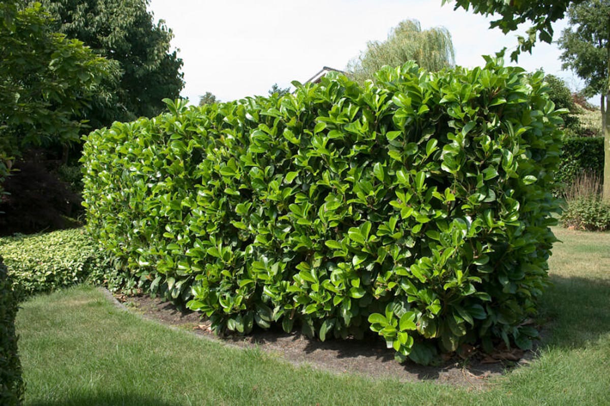 Prunus laurocerasus (Cherry Laurel) - Leafland