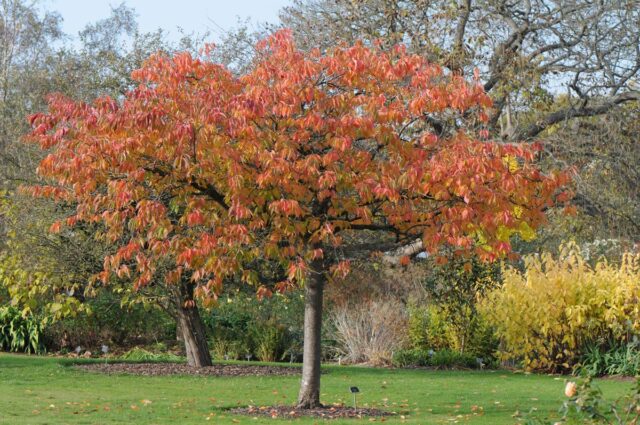 Prunus serrulata 'Shimidsu-sakura' (Japanese Cherry) - Leafland