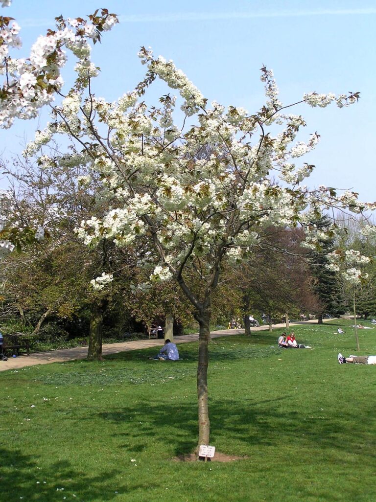 Prunus serrulata 'Ukon' (Japanese Cherry) - Leafland