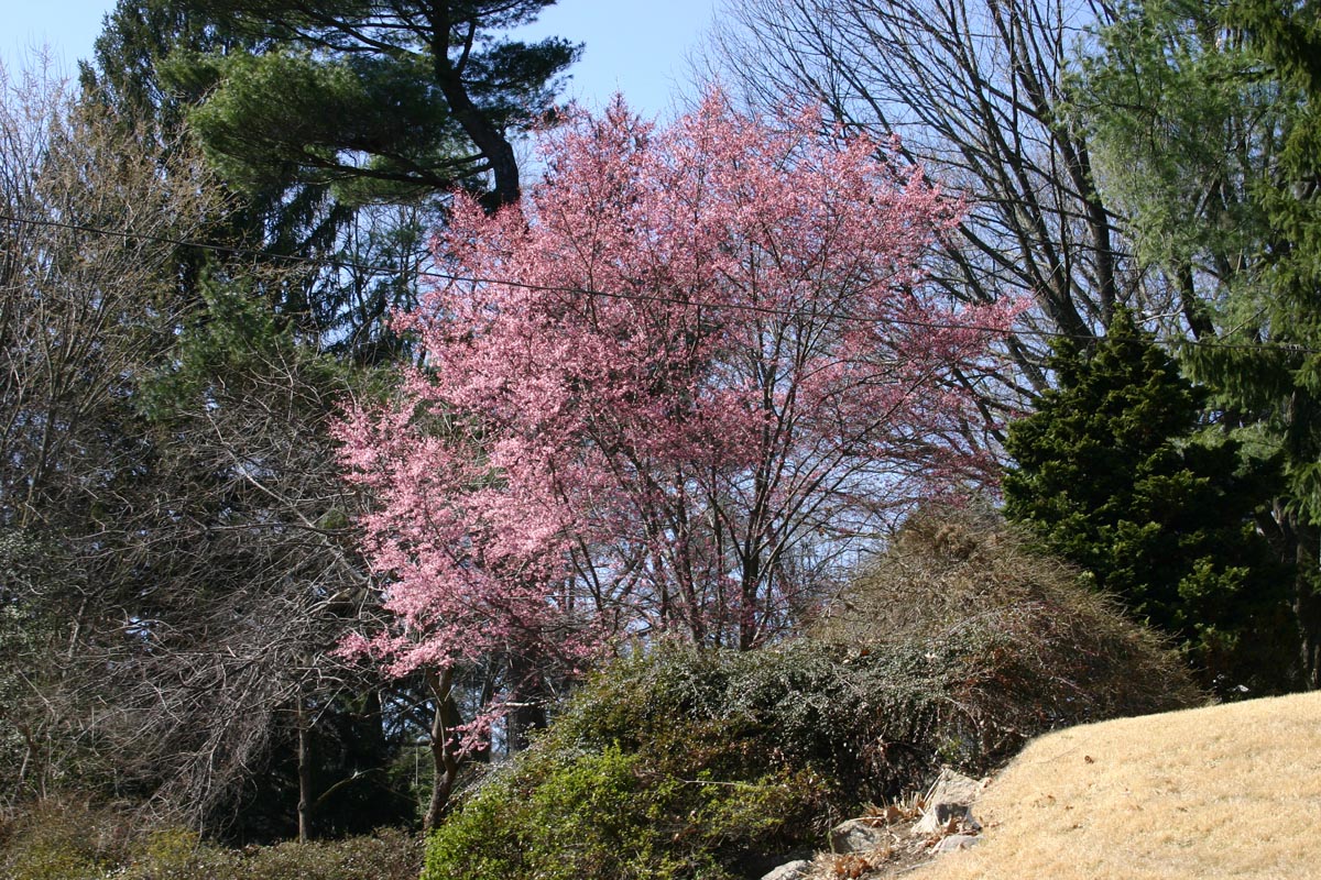 Prunus x incam 'Okame' (Okame Cherry)