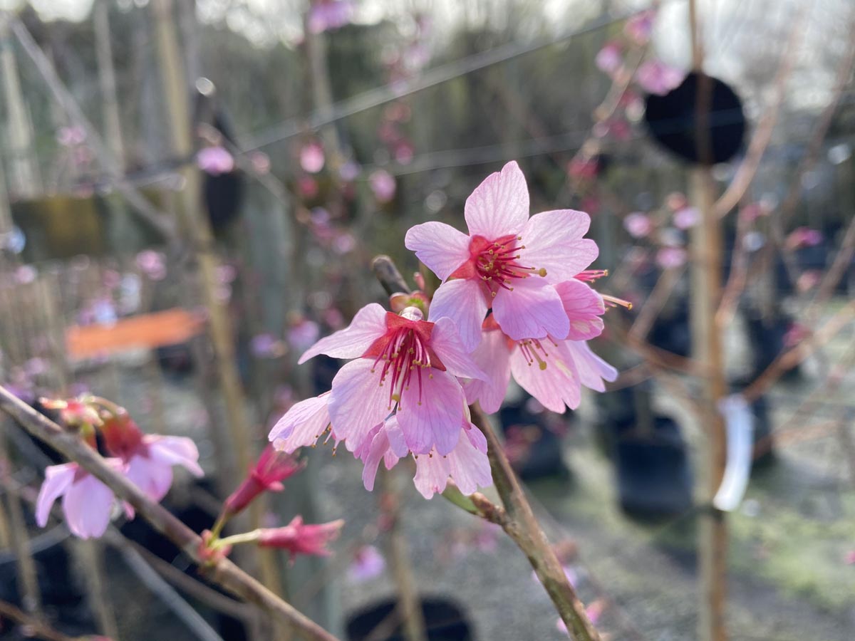 Prunus x incam 'Okame' (Okame Cherry)