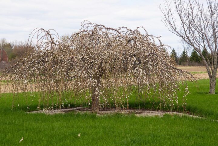Prunus x subhirtella 'Falling Snow' (Higan Cherry)