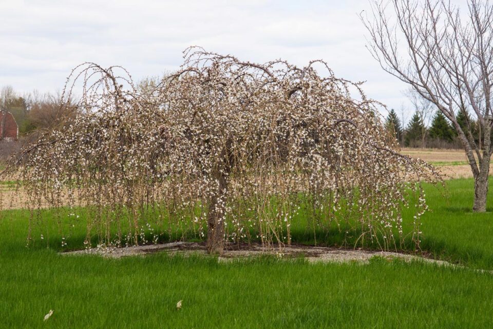 Prunus x subhirtella 'Falling Snow' (Higan Cherry)