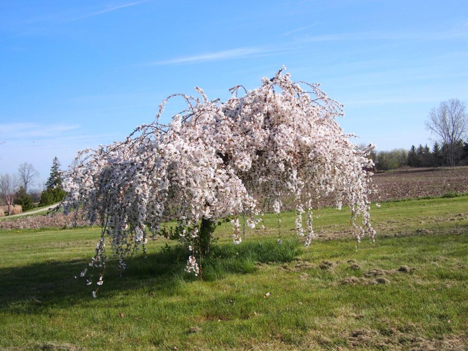 Prunus x subhirtella 'Falling Snow' (Higan Cherry)