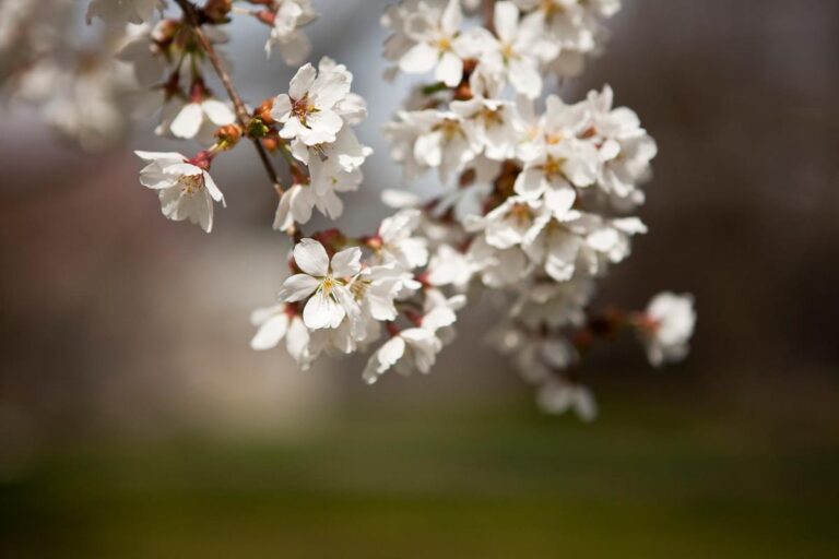 Prunus x subhirtella 'Falling Snow' (Higan Cherry)