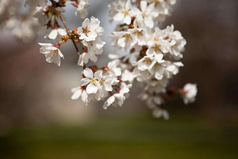 Prunus x subhirtella 'Falling Snow' (Higan Cherry)