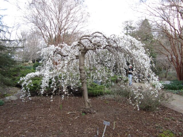 Prunus x subhirtella 'Falling Snow' (Higan Cherry)